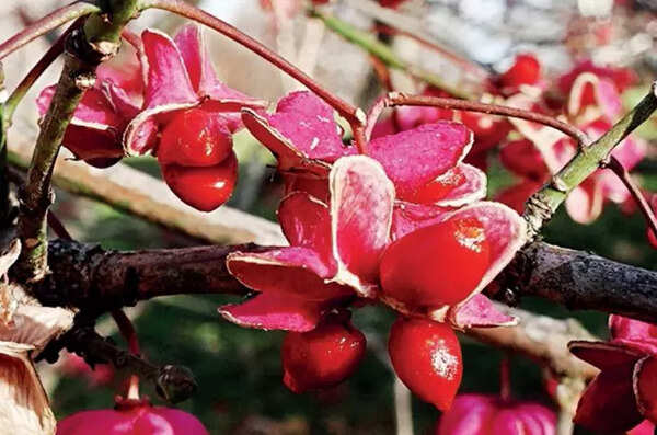 ‘Without plants, there can be no other stories on Earth — marvels of ...