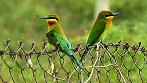 Madurai: Over 80 Types Of Birds Identified In Bird Count At Madurai ...