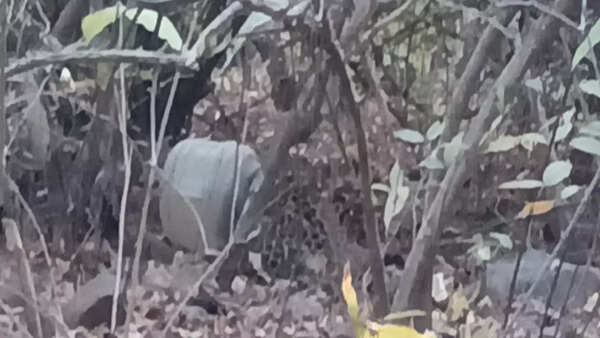 Leopard with head stuck in jar rescued in Thane | Thane News - Times of ...