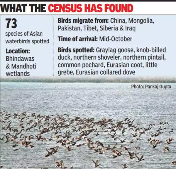 73 Species Of Asian Waterbirds Spotted At Bhindawas & Mandhoti Wetlands | Gurgaon News - Times ...