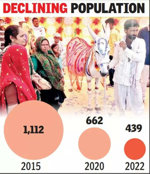 Halari: Gujarat: 'Godh Bharai' held for Halari donkeys in Upleta ...