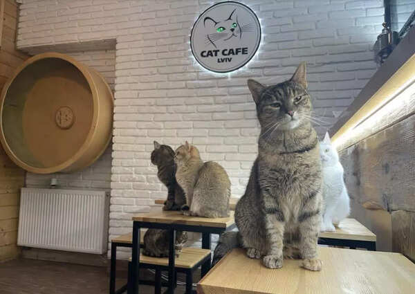 Ukraine: Cat cafe owner vows to remain in Ukraine with his cats - Times ...
