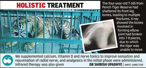 Conservative Therapy Gives New Life To Gorewada Tiger | - Times of India
