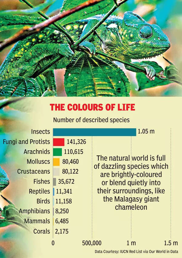 ‘Colour helps Darwinian fitness in nature — humans are impacting this ...