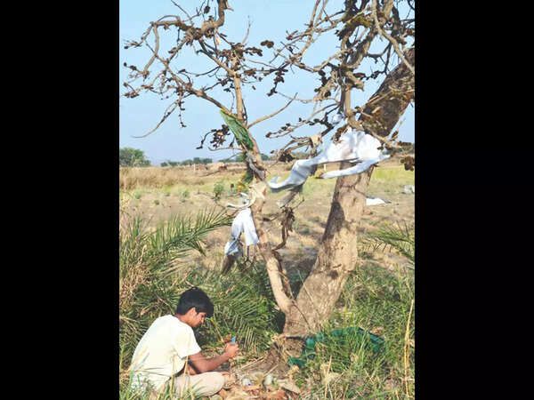 Gujarat Home To Rare Single Leaves Kesudo Tree | Vadodara News - Times ...
