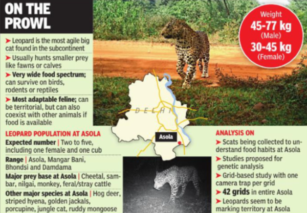 A safe home for leopards in Delhi forests? Why Asola may breed a roaring success | Delhi News ...