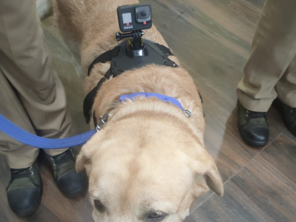 Gopro: Cameras For Rly Sniffer Dogs | Bengaluru News - Times of India