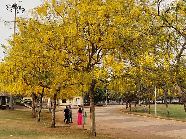 Mumbai is tree city of the world | Mumbai News - Times of India