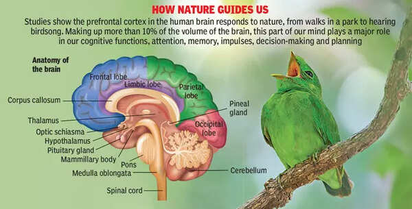 ‘Nature affects human cognition — the impacts of separating us from ...