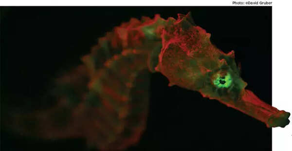 ‘From corals to sharks, marine species can glow with biofluorescence in ...