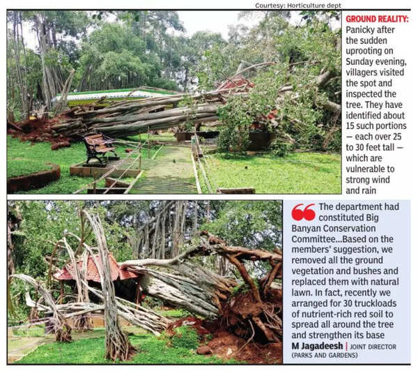Bengaluru: Wind uproots portion of 400-yr-old Big Banyan Tree; gazebo ...
