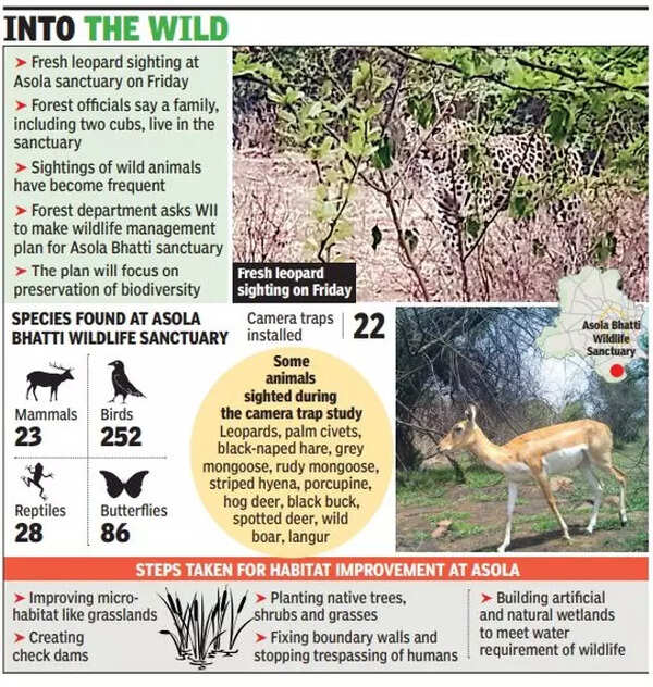 Delhi: Leopard spotted at Asola again, safety net planned | Delhi News ...