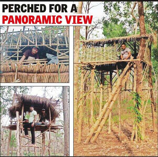 44 Tigers Sighted; 3 Injured After A Machan Collapses | - Times of India