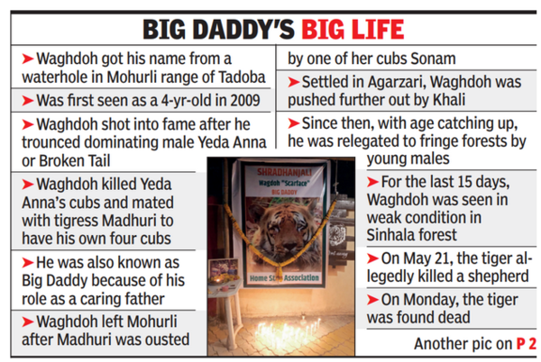Waghdoh, who sired at least 40 Tadoba tigers, found dead | Nagpur News ...