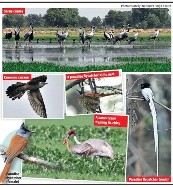 Delhi: Monsoon in sight, migratory birds from near and afar flock to ...