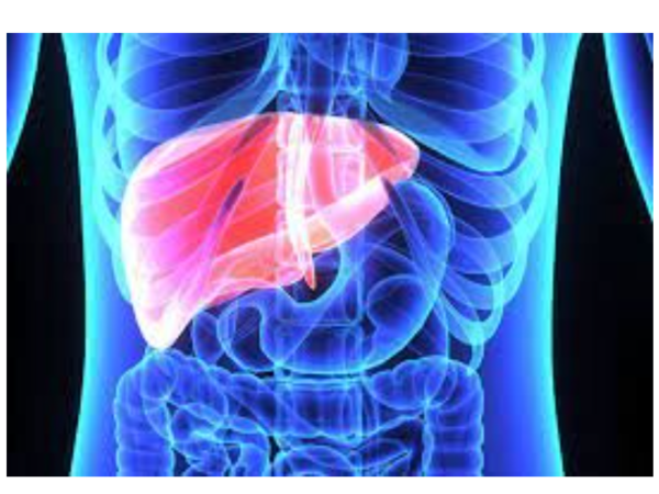 Everything you need to know about liver transplant by Dr. Shailender ...