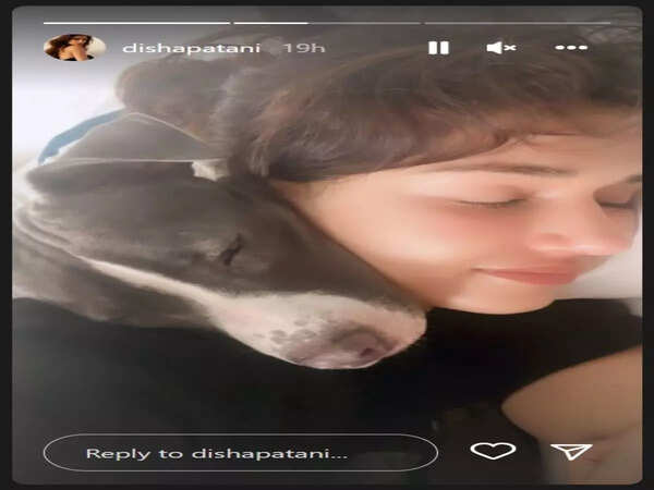 Disha Patani cuddles up with her pet, watch adorable pictures | Hindi ...