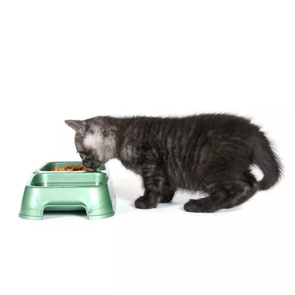 Kitten food and nutrition: Here is the complete guide to follow for ...