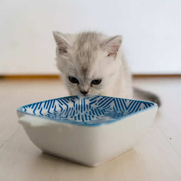 Kitten food and nutrition: Here is the complete guide to follow for ...