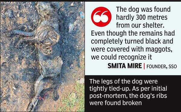 Missing From Shelter, Dog Found Charred To Death | - Times of India