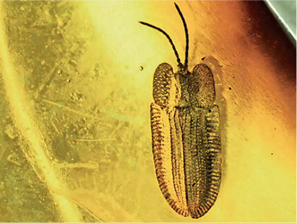 Earth: ‘Insects outnumber all species on Earth — some beetle groups are ...