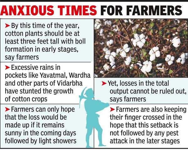 Poor Cotton Growth Worries Farmers | - Times of India