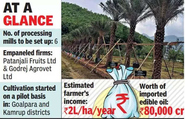 Centre To Grow Palm Oil Trees On 2l-ha In Assam By ’25-26 | Guwahati ...