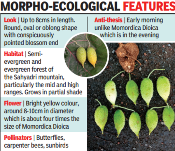 Goa: ICAR studying seasonal fruit ‘fagla’, widely used in matoli | Goa ...