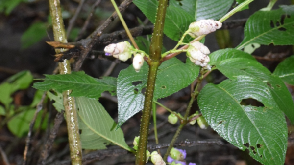 Goa: After eight years, Nirankal hills are alive with the colour of ...