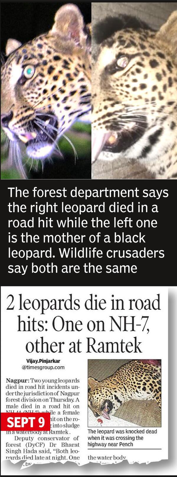 Row Erupts Over Identification Of Dead Nh-7 Leopard | - Times of India