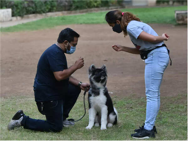 Need a trainer for your dog? Here’s how to find a good one - Times of India