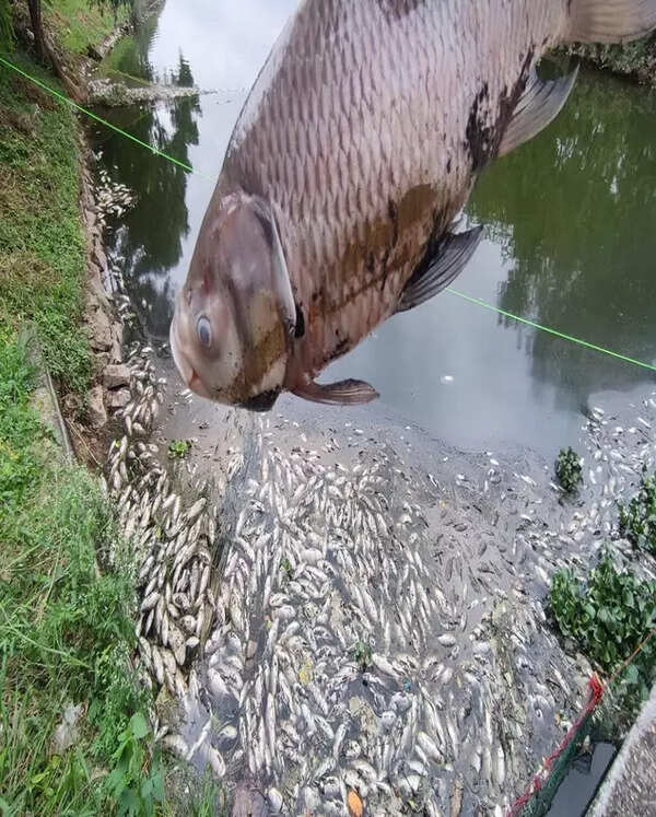 Second time this year in Bengaluru: 1,000 dead fish found floating at ...