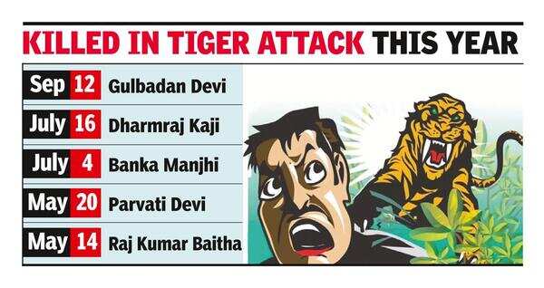 Vtr: Tiger Kills Another Villager Near Vtr, Sends Officials Into A ...