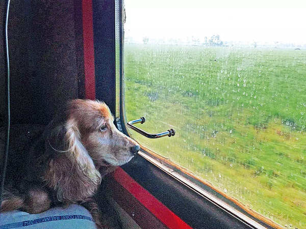 Convenient, hassle-free and affordable: Train is the go-to travel mode ...