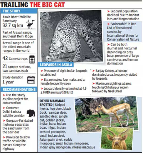 Asola: Delhi's Asola sanctuary is home to 8 leopards | Delhi News - Times of India