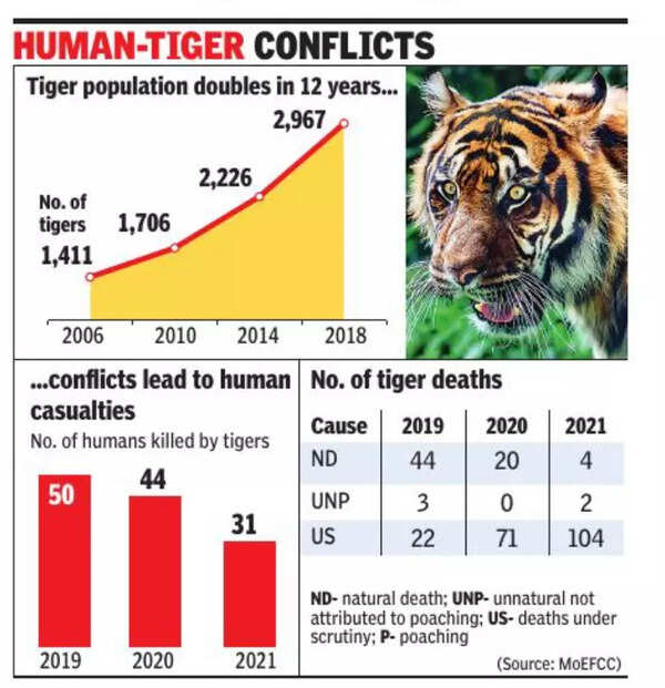 Another killer tiger on prowl? | India News - Times of India