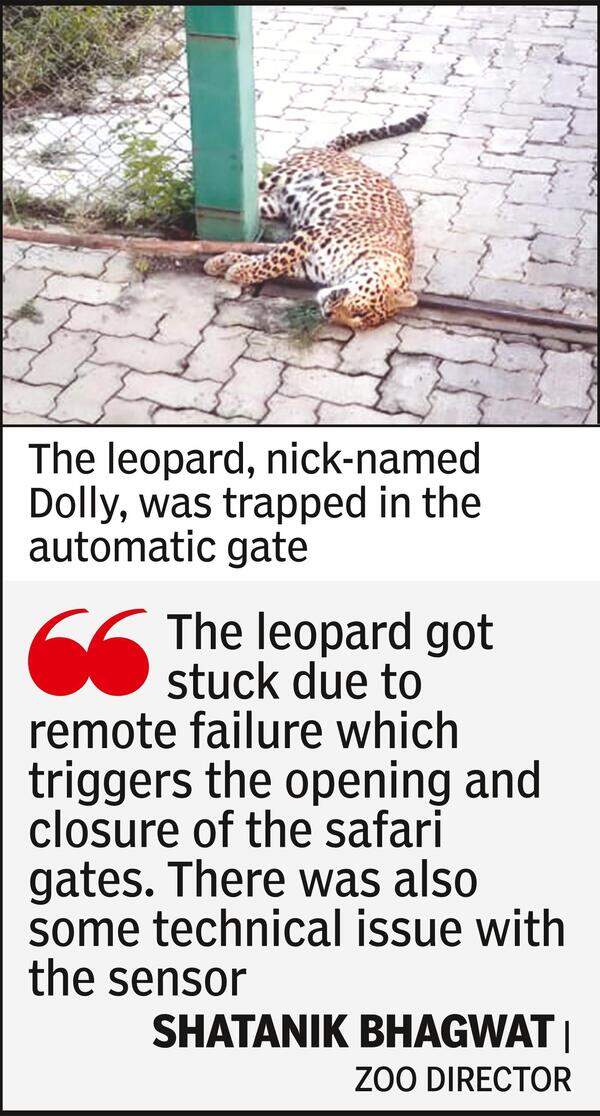 Leopard Gets Stuck In Gorewada Gate, Escapes With Injuries | - Times of ...