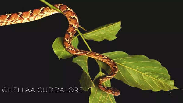 Watch: Cobra spits out four-feet-long rat snake