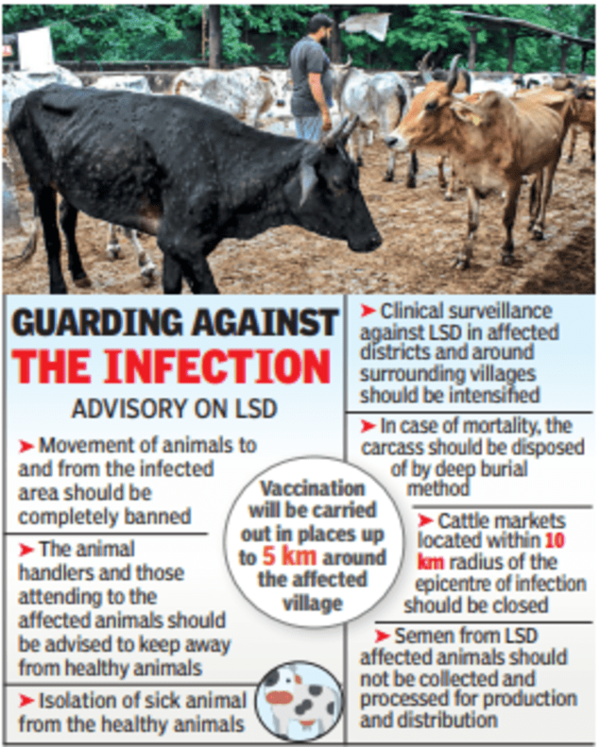 Lsd: Over 80% Of Cattle In State Vaccinated | Visakhapatnam News ...