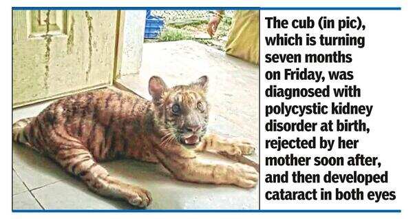 Vets, Staff Go All Out To Bring Back Bbp Tiger Cub From Jaws Of Death ...