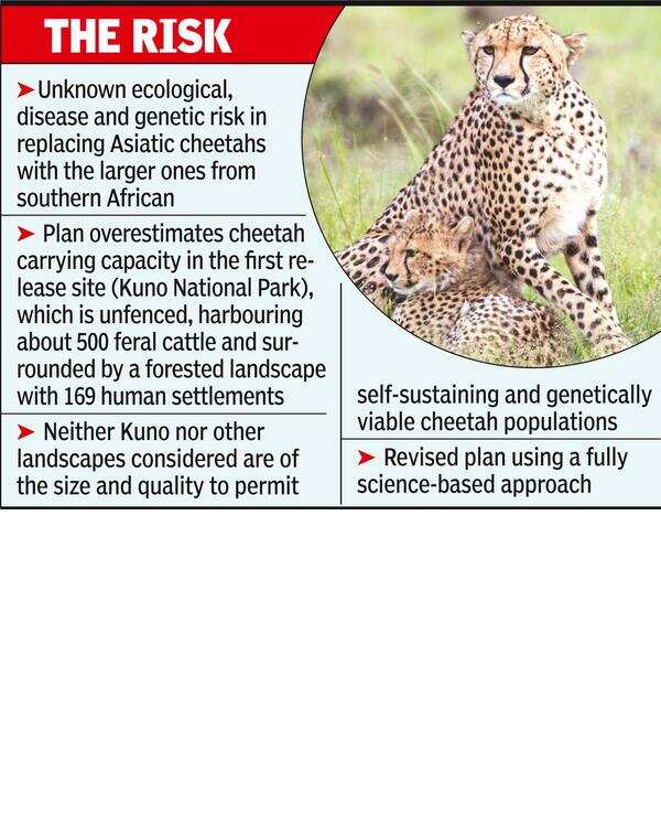 Ill-advised Conservation Attempt Of African Cheetahs In India ...
