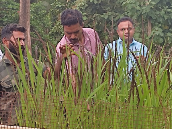 Goa: Goan farmers successfully grow high-value Manipuri black rice ...