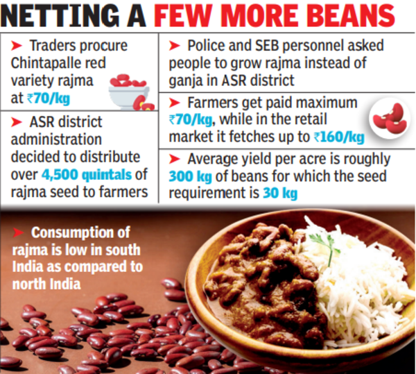 Rajma: Rars Begins Testing High-yield Rajma Variety For Tribal Farmers ...
