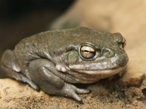 WTF! People in the USA are actually licking toads to get high - Times ...