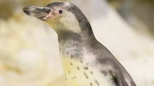 Mumbai: Byculla zoo sees birth of three new penguins | Mumbai News ...