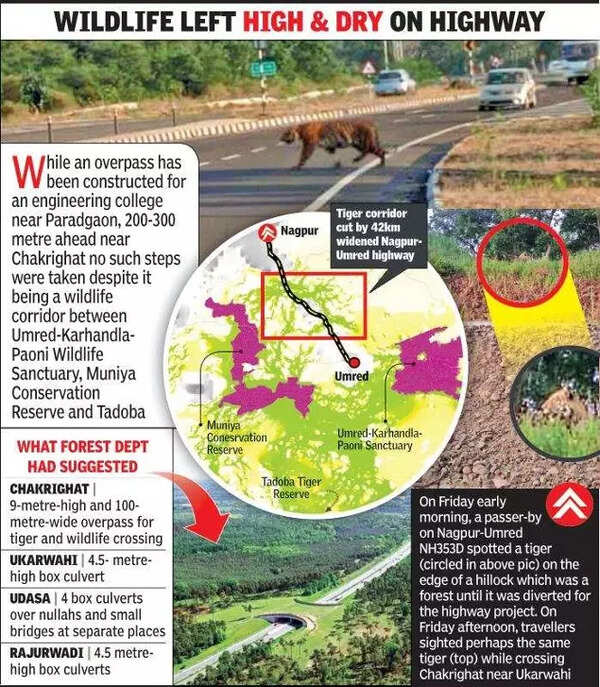 Nhai: Tiger searches for path as NHAI project cuts corridor on Nagpur ...