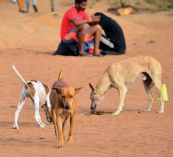 Goa: Feed dogs only at designated places | Goa News - Times of India