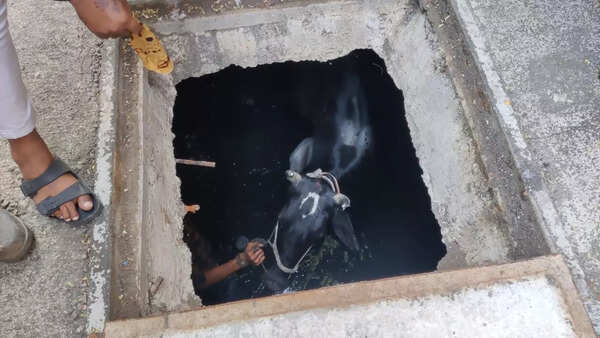 Thane: Pregnant cow lands in drain, brought out after 7-hour rescue ...