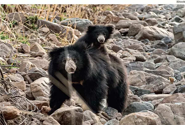 ‘Sloth bears, part of India’s natural wealth, face human-animal ...