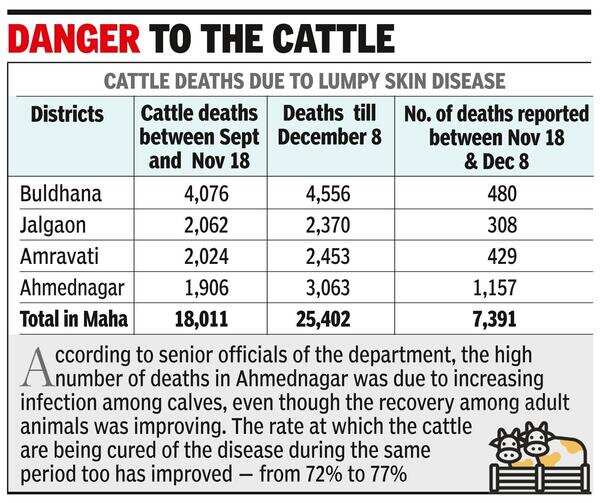 Ahmednagar: Cattle Death Toll Due To Lumpy Skin Disease Rises 61% In ...